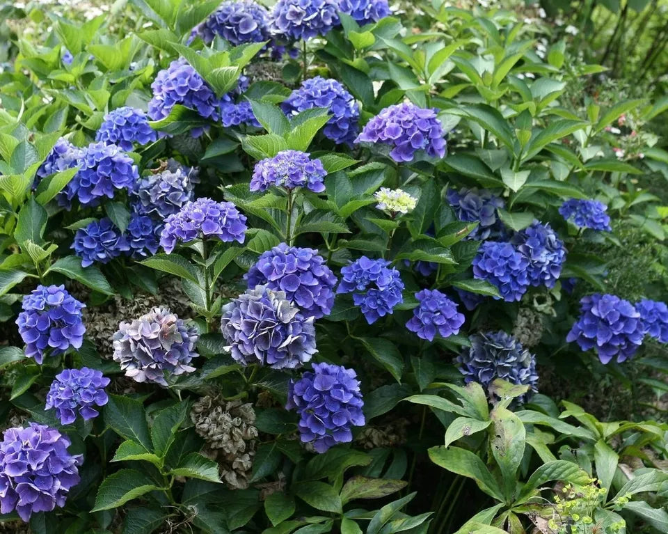 ~~CITYLINE VENICE~~Hydrangea Starter Plant~~DEEP BLUE, LIGHT PINK TO D ...