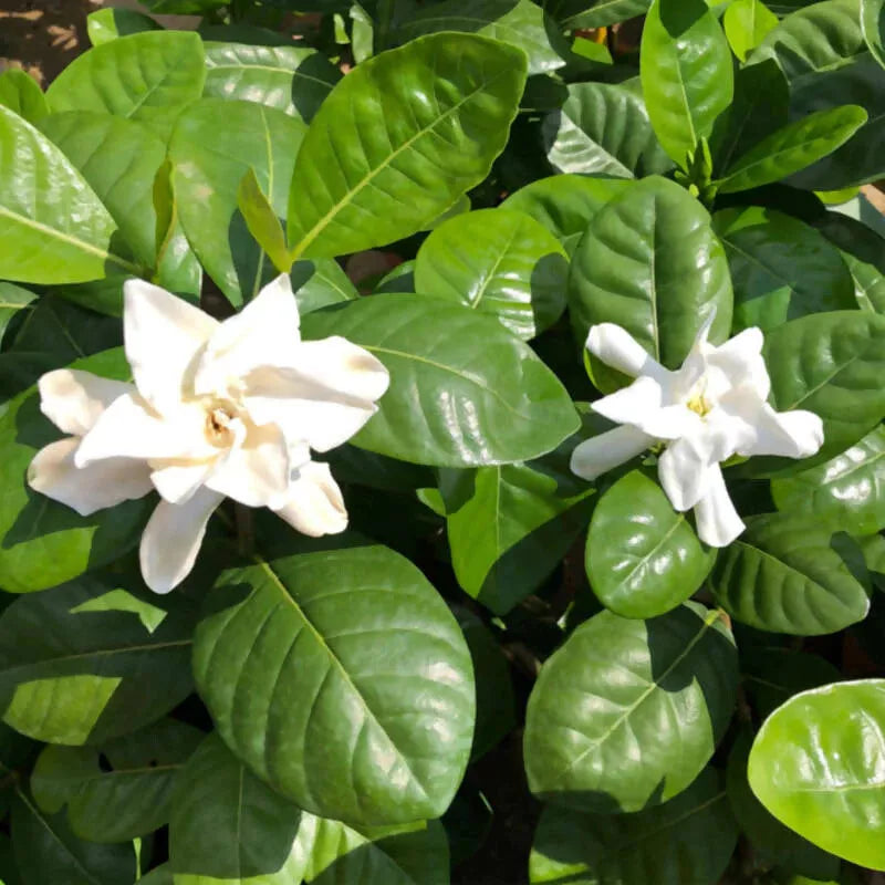 DOUBLE Tahitian Gardenia Taitensis Jasminoides Plant~Intensely Fragran ...