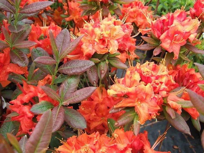 FIREBALL~~Azalea Rhododendron~Well Rooted STARTER Plant! – Hope's ...