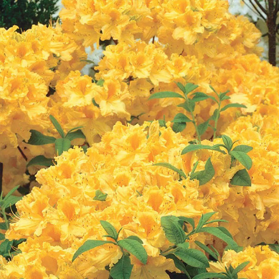 GOLDEN LIGHTS~Deciduous Azalea Rhododendron~Small Single Stem STARTER ...