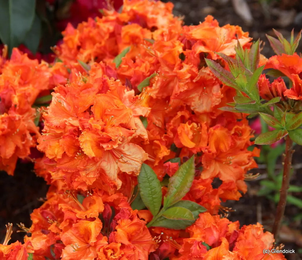 Gibraltar Deciduous Azalea/Rhododendron SMALL Rooted Starter Plant ...