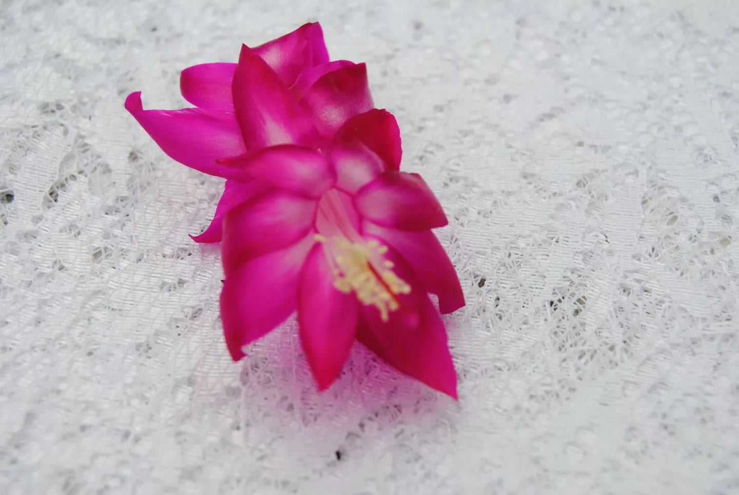 Island Voodoo Cactus/Thanksgiving Cactus Schlumbergera Truncata Rooted ...