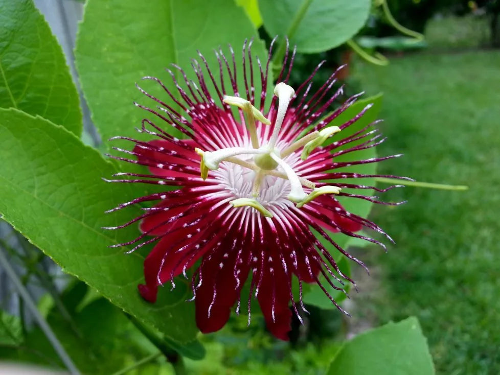 ~~LADY MARGARET~~Red Burgundy Passion Flower Vine Fragrant Live Plant ...
