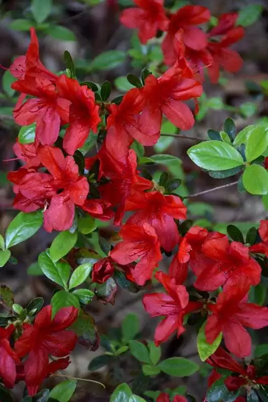 MIDNIGHT FLARE Azalea/Rhododendron Deciduous SMALL ROOTED Starter Plan ...