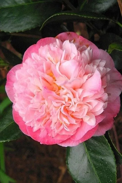 Mrs. Lyman Clarke~Camellia Japonica-Live Starter Plant-Highly Variable ...