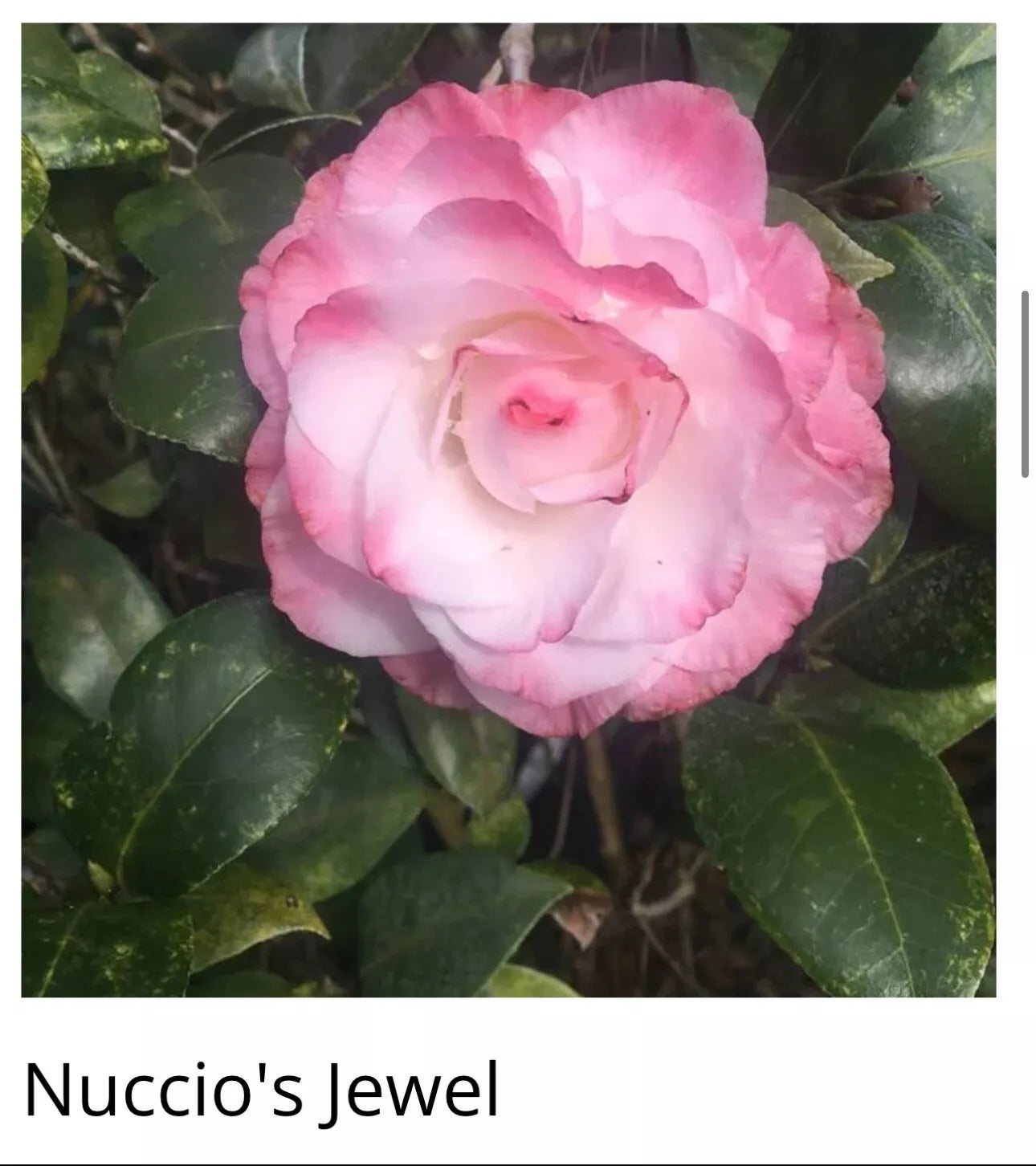 NUCCIOS JEWEL Bicolor Bloom Camellia Japonica-Live Starter Plant – Hope ...