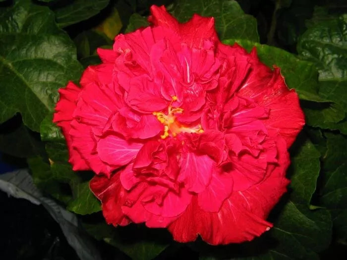 *PRIDE OF HANKINS RED* Rooted Tropical Hibiscus Starter Plant*Triple R ...
