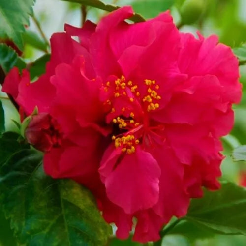 PRIDE OF HANKINS PINK* Rooted Tropical Hibiscus Starter Plant*Triple B ...