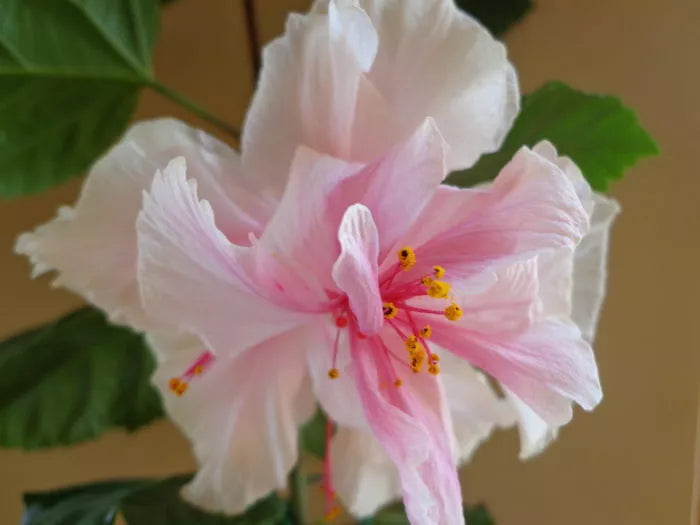 PRIDE OF HANKINS WHITE*Rooted Tropical Hibiscus STARTER Plant*Triple W ...