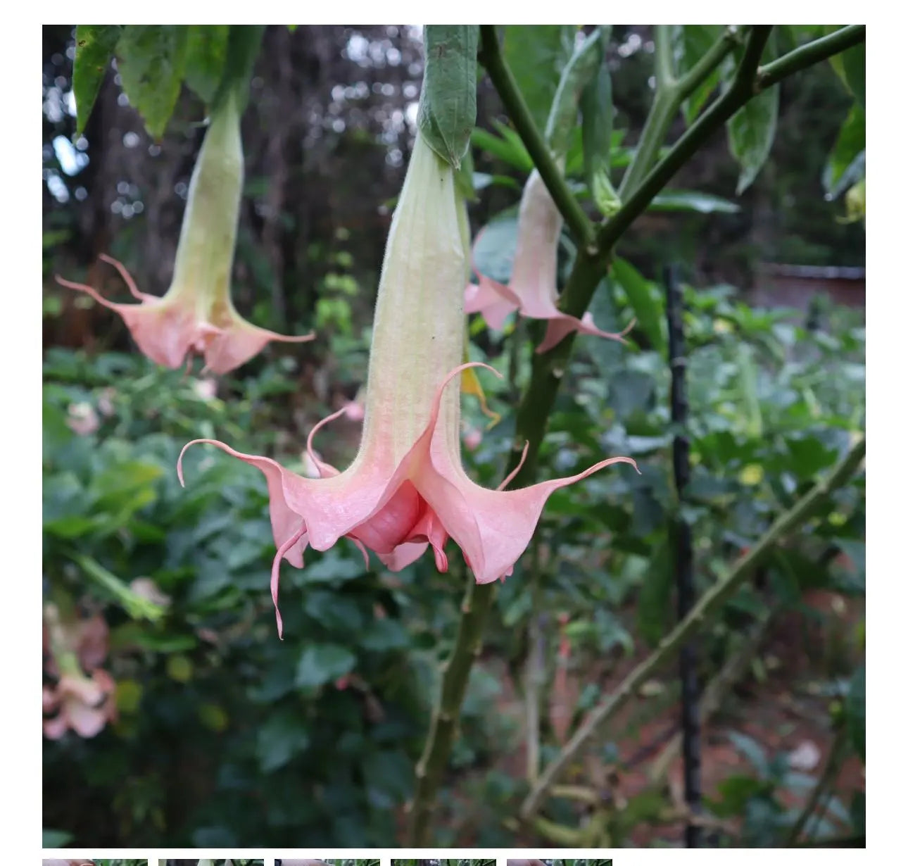 Sommer Joy~~Angels Trumpet Brugmansia Tropical Plant~~Well Rooted STAR ...