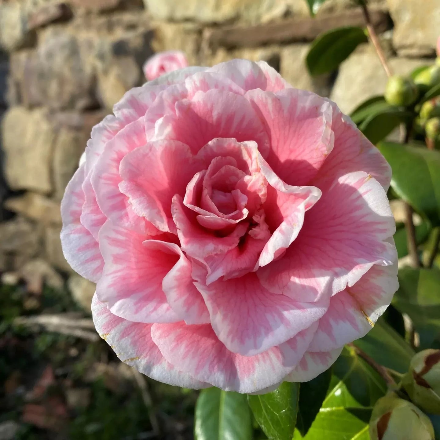 Tomorrows Dawn Bessie~Unique Bloom**Camellia Japonica-Live Starter Pla ...