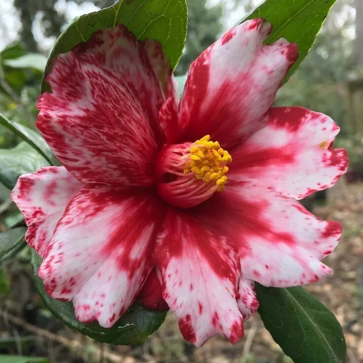 Vulcan Variegared~~Unique Bloom Camellia Japonica-Live Starter Plant ...