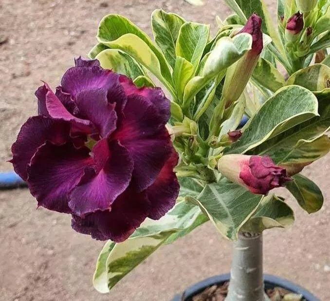 WONDERFUL PURPLE ~VARIEGATED LEAVES~ Adenium Obesum Grafted Desert Ros ...