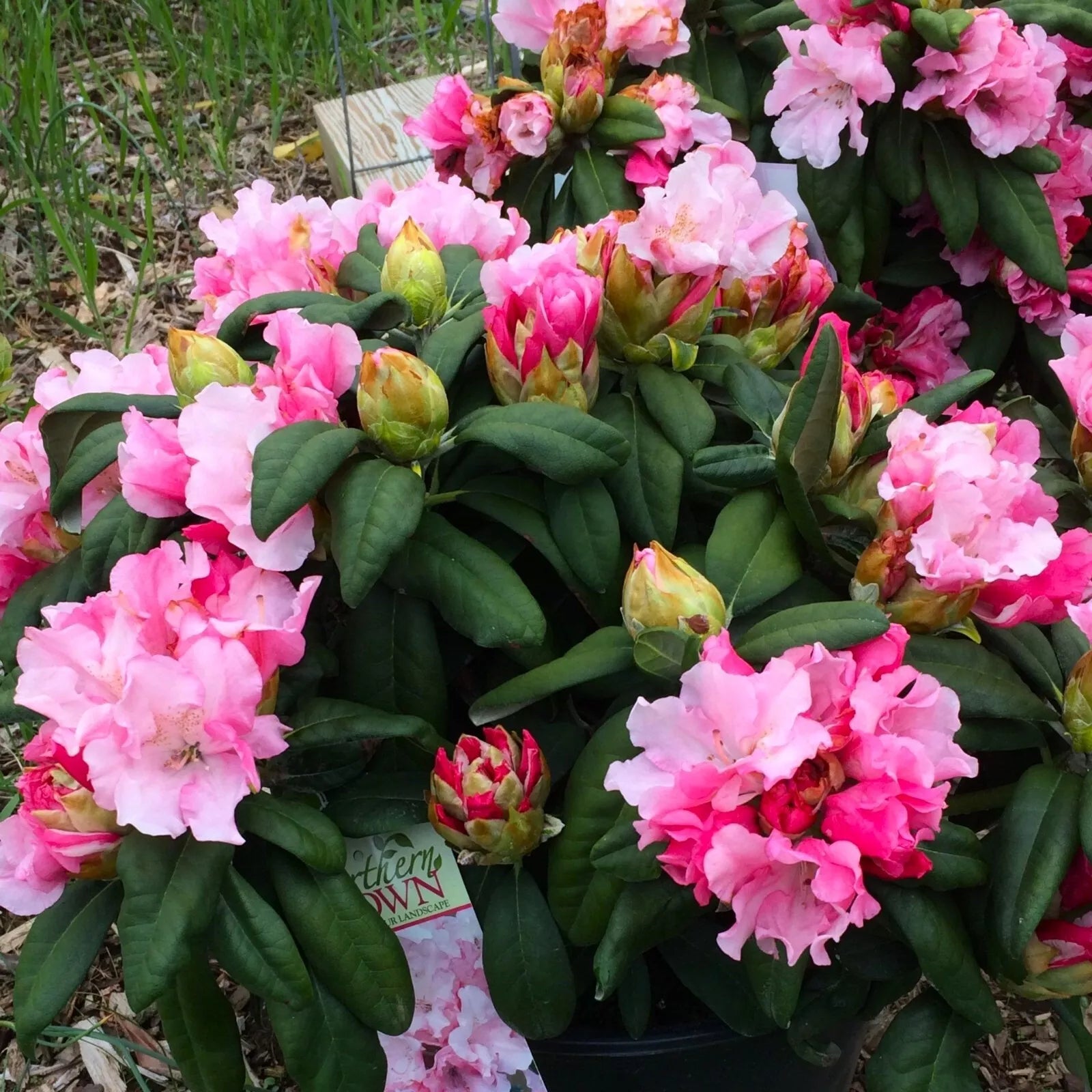 Yaku Princess Azalea/Rhododendron STARTER Plant Varying Shades of Pink ...