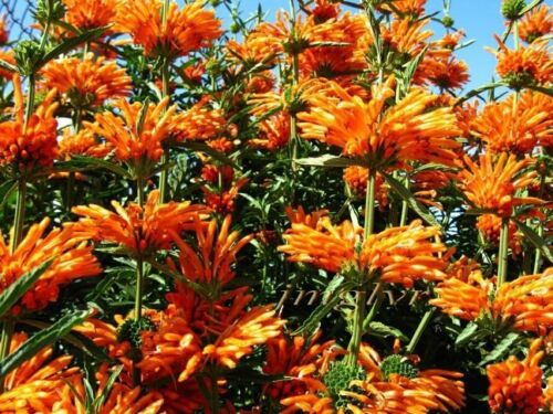 **LIONS EAR**Leonotis Leonurus**Rooted Starter Plant*RARE HTF** – Hope ...