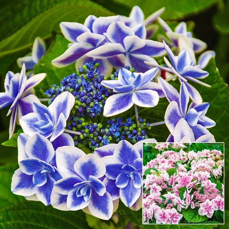 **STAR GAZER**Hydrangea Rooted Starter Plant* – Hope's Flower Garden