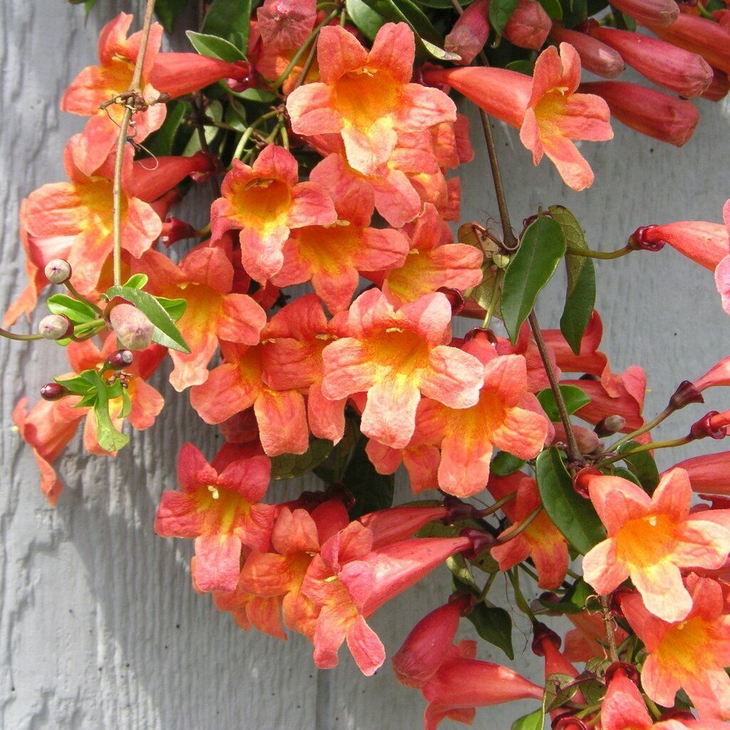 BIGNONIA "TANGERINE BEAUTY" CROSSVINE*Rooted Starter Plant**ATTRACTS B ...