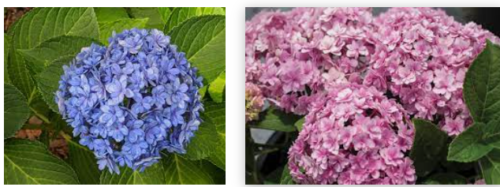 ***DOUBLE DOWN* **Hydrangea Macrophylla Starter Plant – Hope's Flower ...