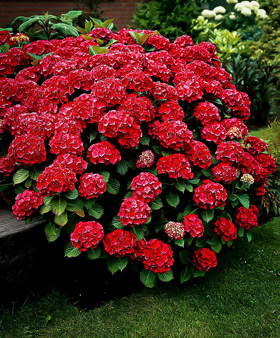 ***AKADAMA** *Hydrangea Macrophylla Starter Plant – Hope's Flower Garden