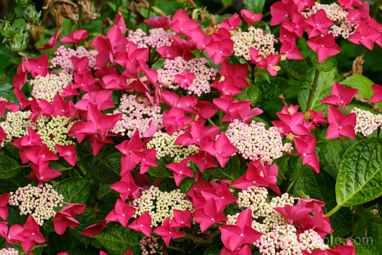 ***CHERRY EXPLOSION*** Hydrangea Macrophylla Starter Plant – Hope's ...