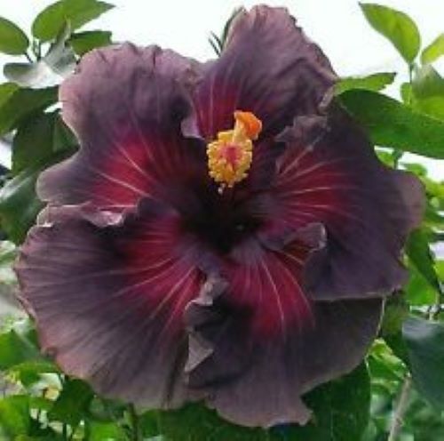 ***DELTA DAWN*** Rooted Exotic Tropical Hibiscus Plant***AKA Fancy Hib ...